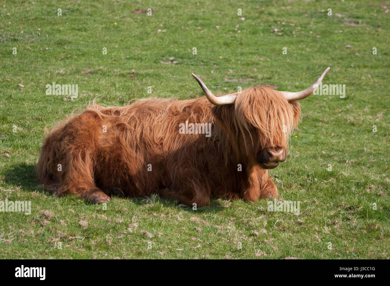 Highland Cattle, portrait of single adult female resting on grass ...