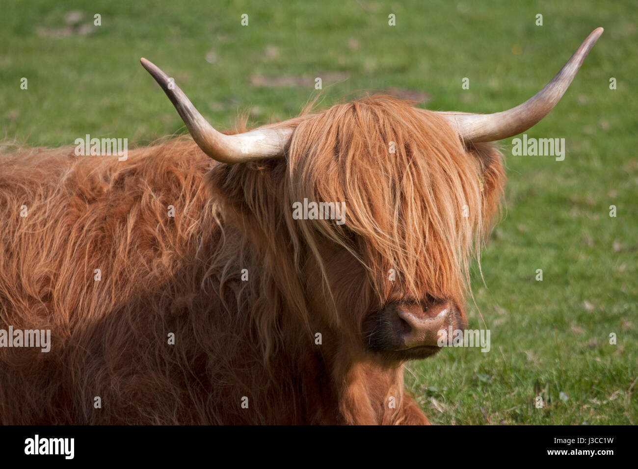 Highland Cattle, portrait of single adult female resting on grass ...