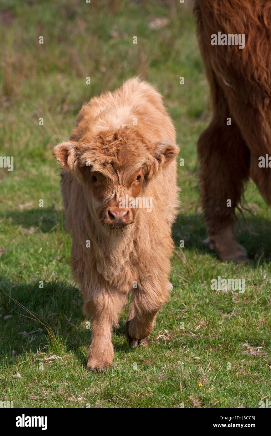 Highland Cattle, front view of single calf walking. Scotland, UK Stock ...