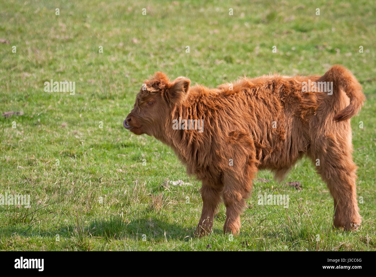 Highland Cattle, profile of single calf standing on grass. Scotland, UK ...