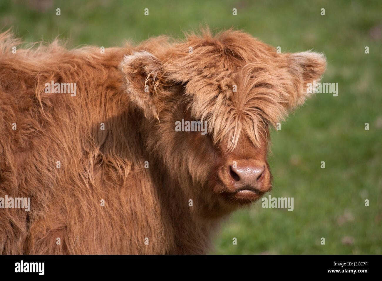 Highland cattle portrait hi-res stock photography and images - Alamy