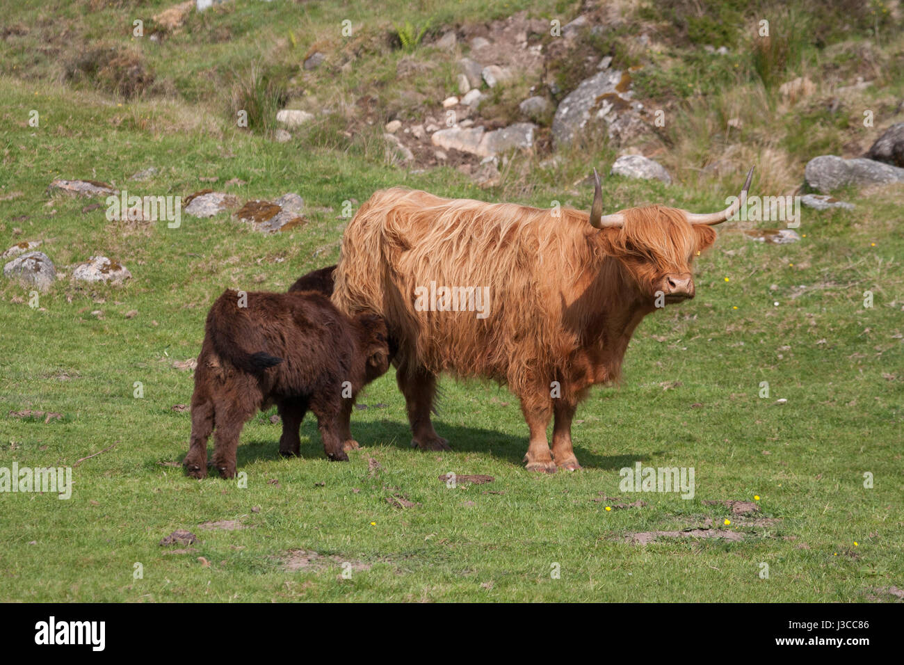 Highland Cattle, single adult female suckling two calves. Scotland, UK ...
