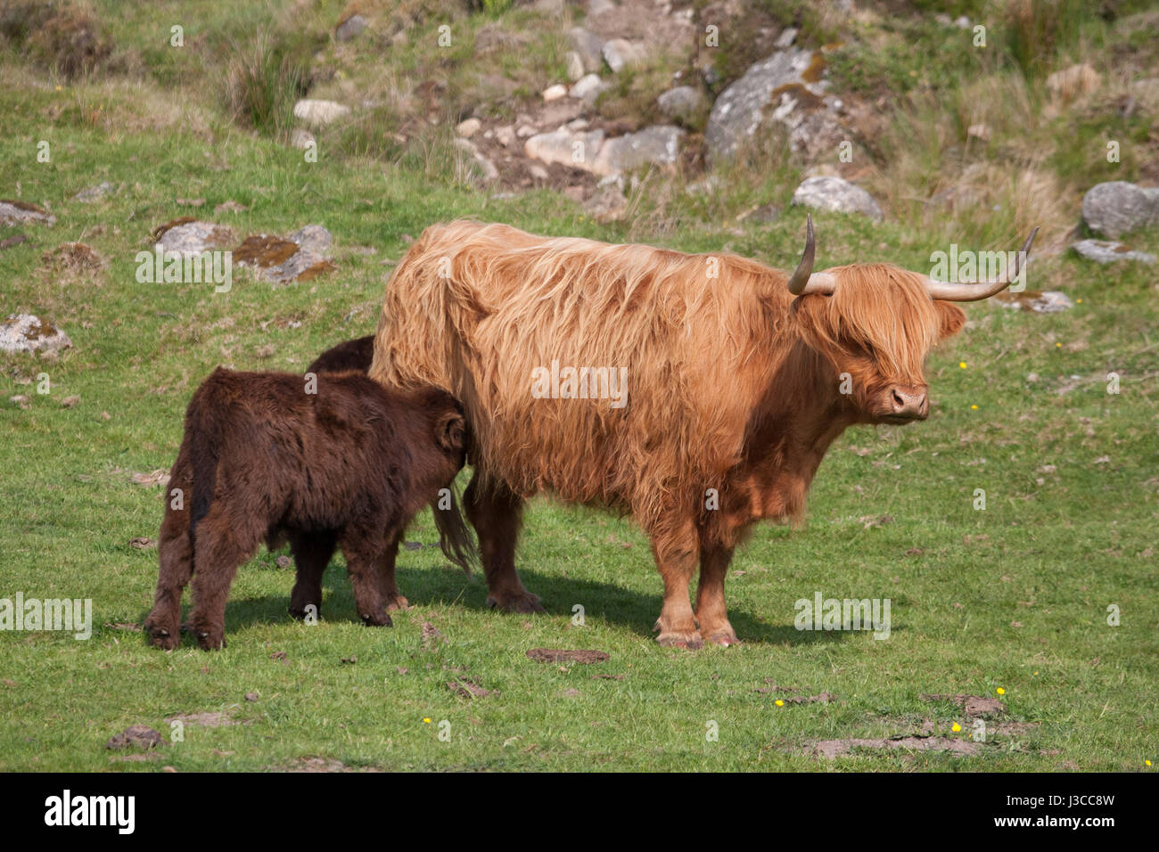 Highland Cattle, single adult female suckling two calves. Scotland, UK ...