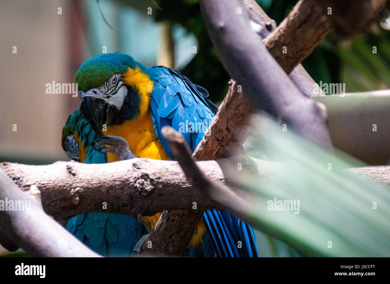 A parrot give itself a scratch, California academy of science Stock ...