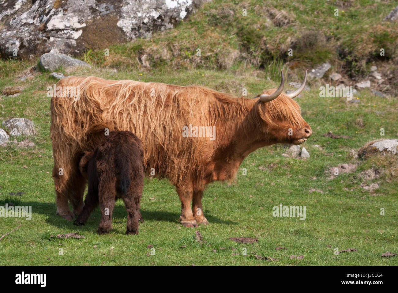 Highland Cattle, single adult female suckling single calf. Scotland, UK ...