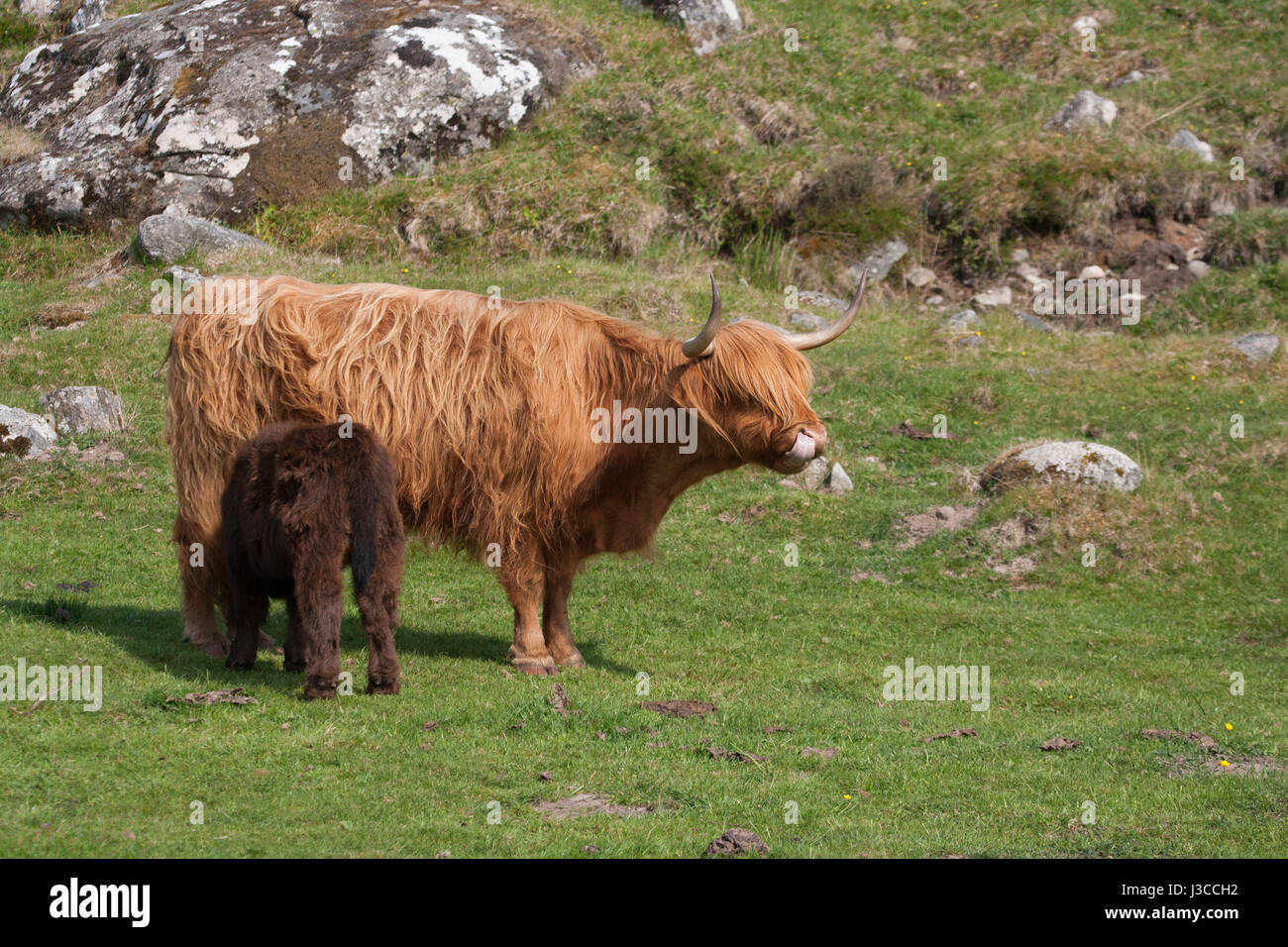 Highland Cattle, single adult female suckling single calf. Scotland, UK ...