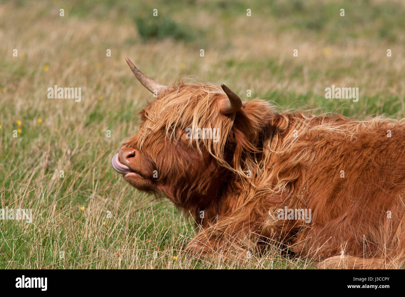 Highland Cattle, portrait of single adult female resting on grass and ...