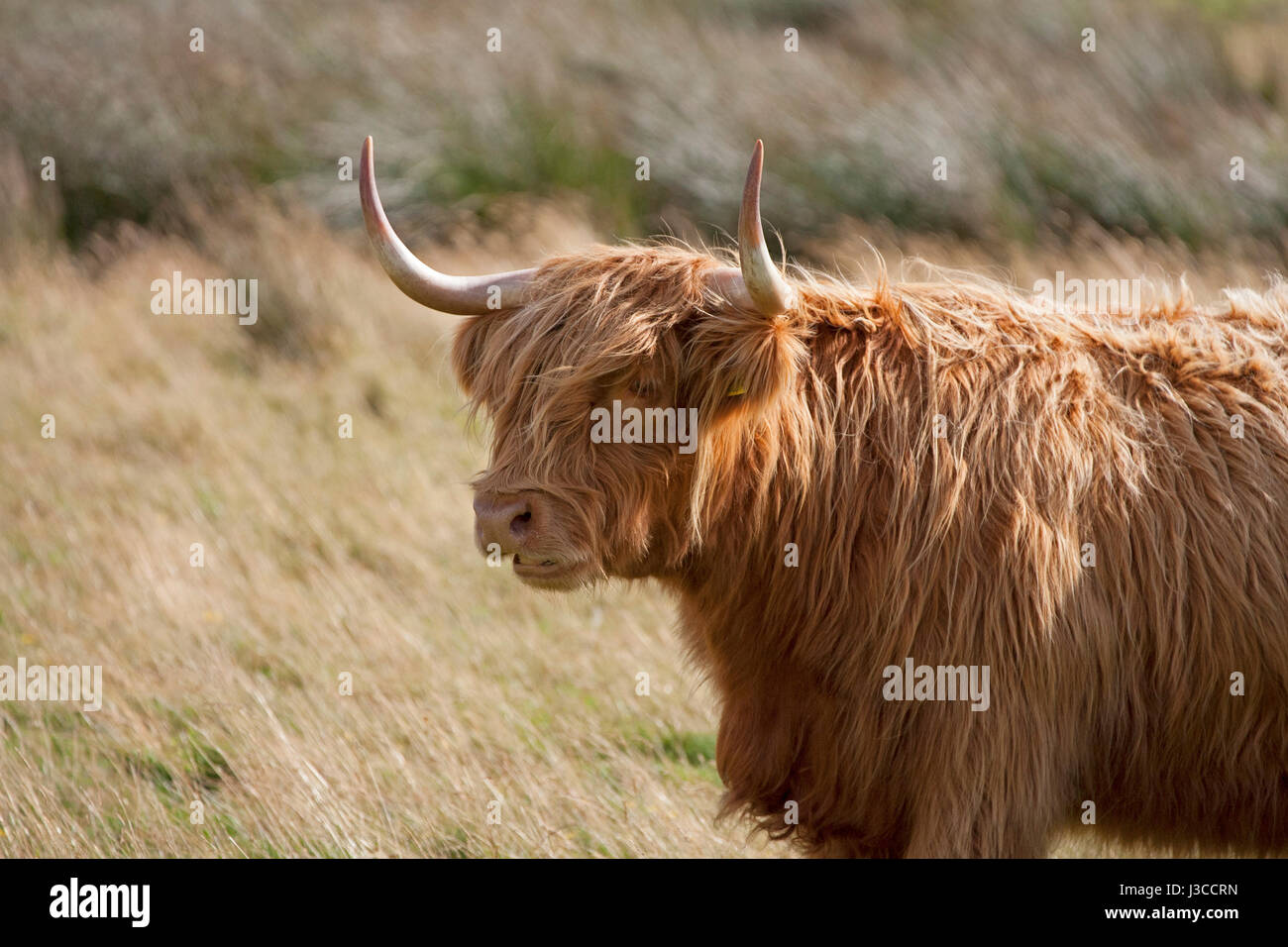 Highland Cattle, portrait of single adult female. Scotland, UK Stock ...