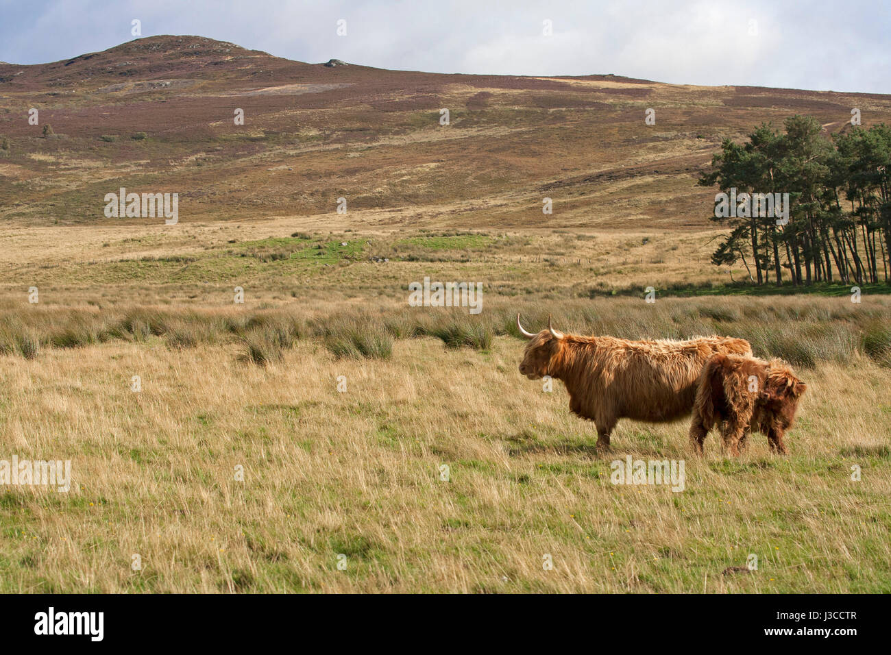Highland Cattle, single adult female and calf standing in field ...