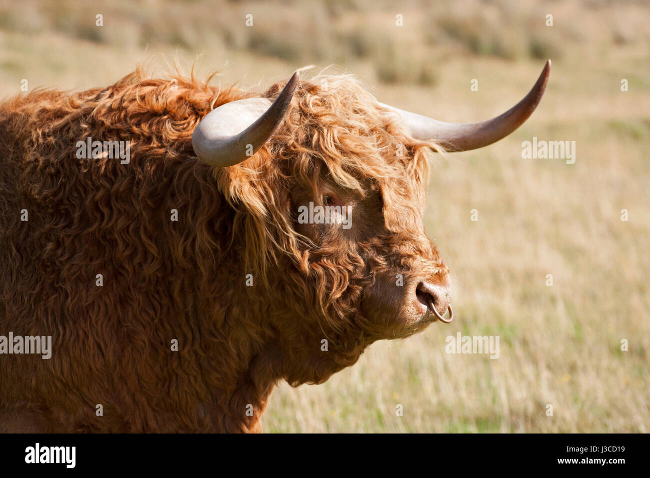 Highland Cattle, portrait of single adult male. Scotland, UK Stock ...