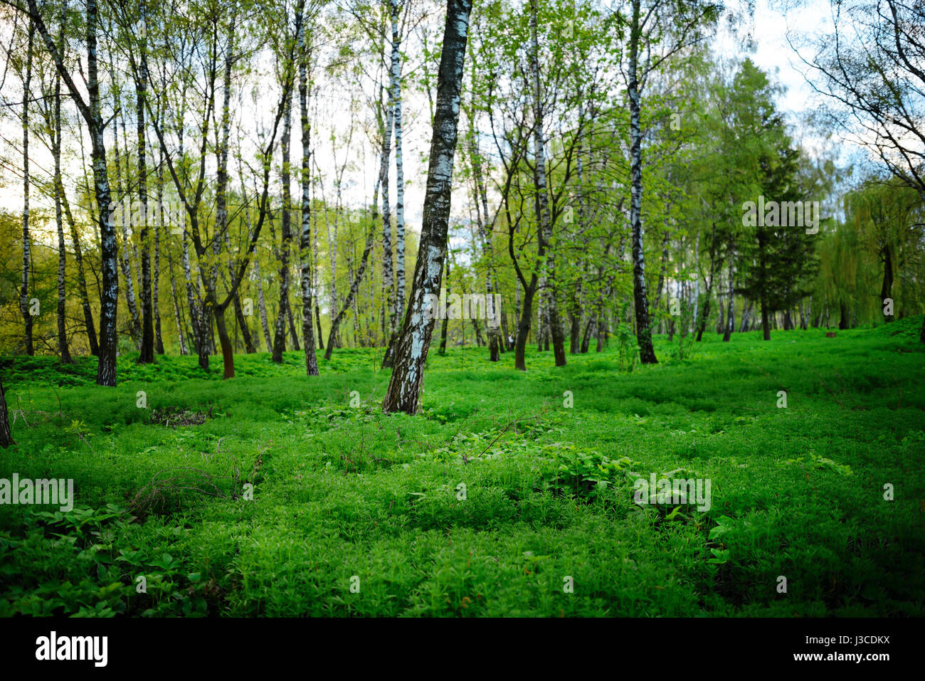green forest at sunset sunrise sun and sunbeams Stock Photo - Alamy