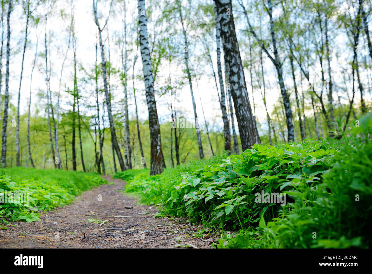 Walking path in forest at morning with beautiful sunbeams Stock Photo ...