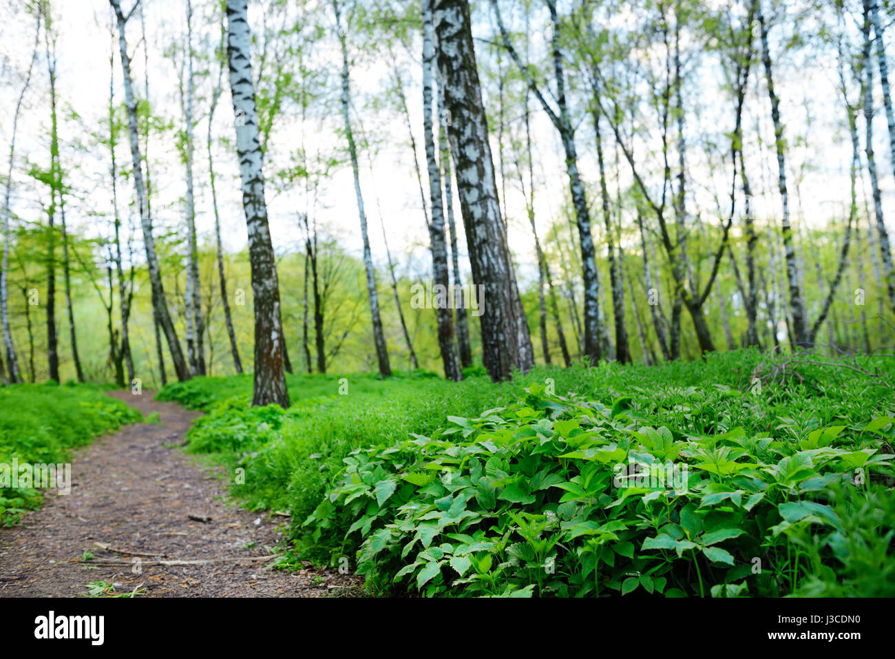 Walking path in forest at morning with beautiful sunbeams Stock Photo ...