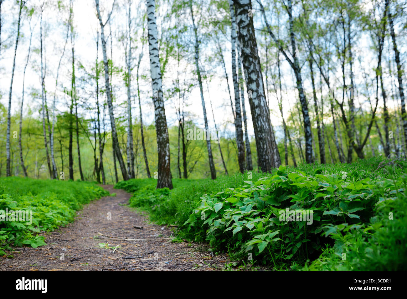 Walking path in forest at morning with beautiful sunbeams Stock Photo ...