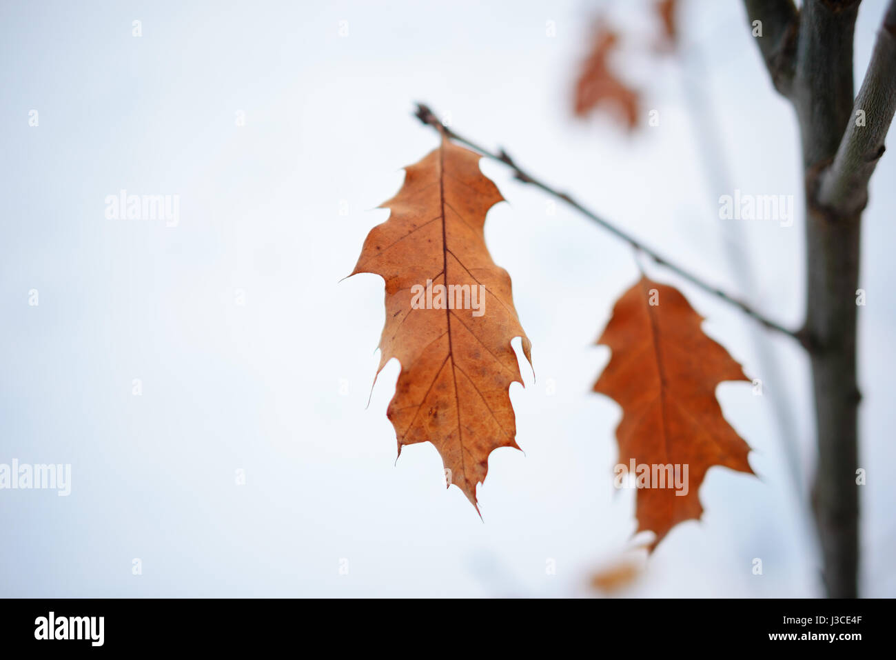 Yellow bronze leaves hi-res stock photography and images - Alamy