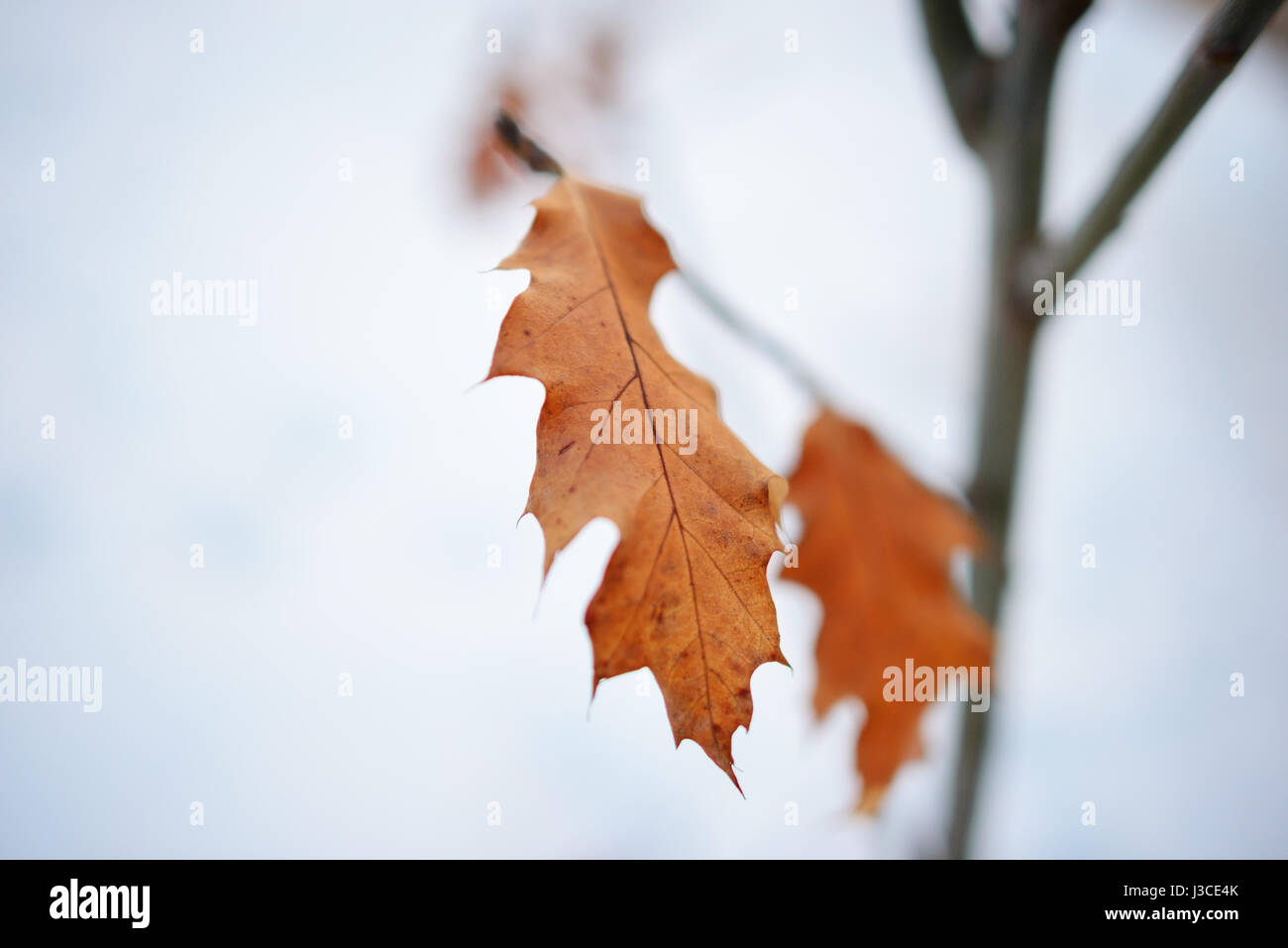 Several leaves on a branch, bronze color Stock Photo - Alamy