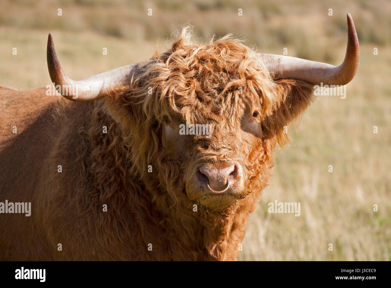 Highland bull hi-res stock photography and images - Alamy