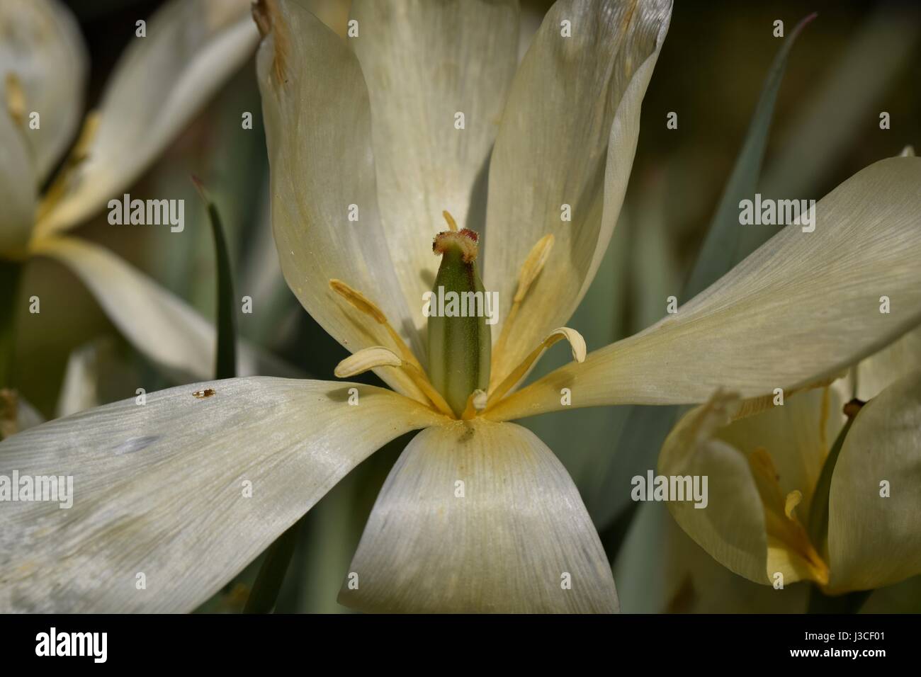 Interesting inside look on big yellow flower Stock Photo - Alamy