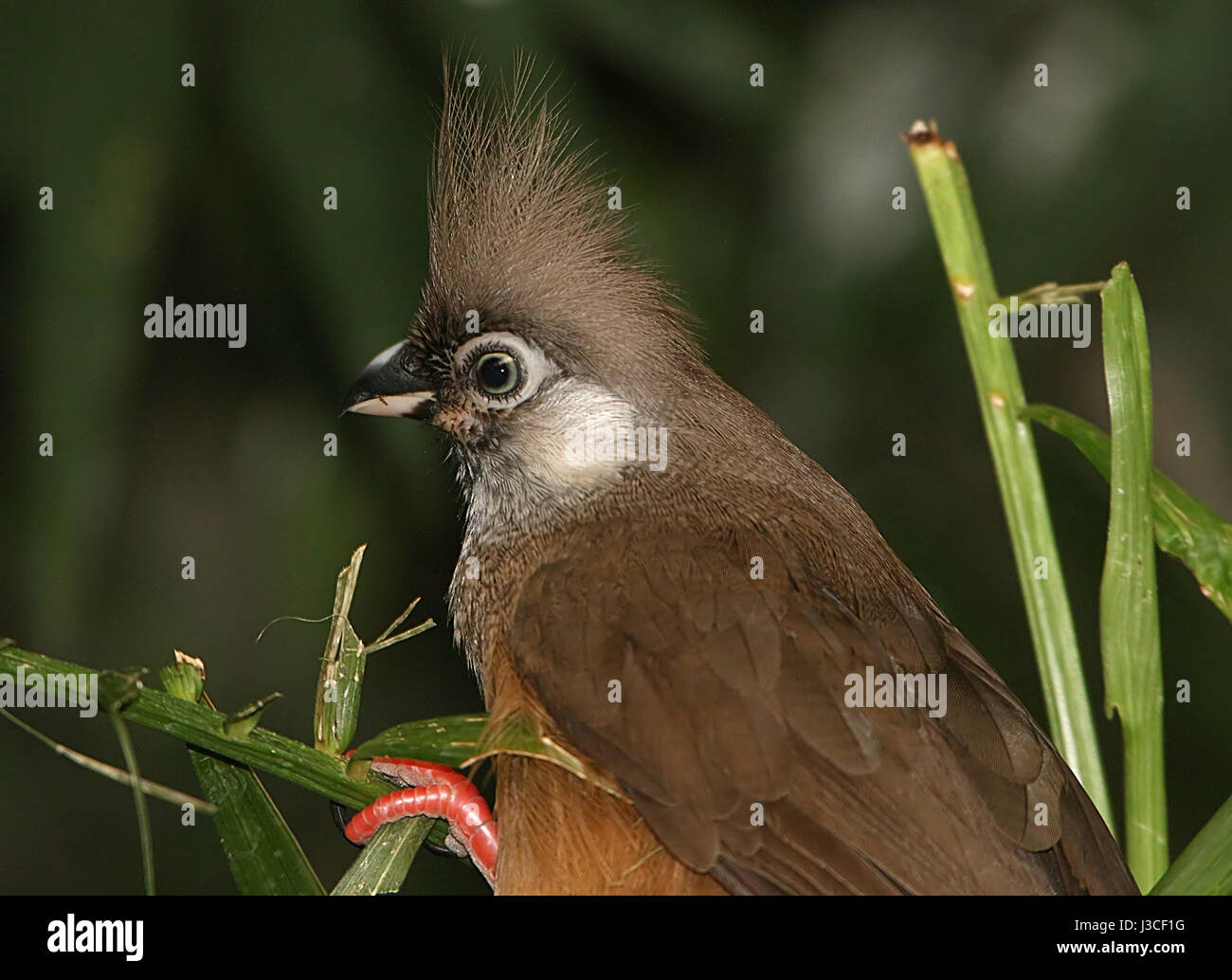 Speckled mousebird (Colius striatus), found in Subsahara Africa. A.k.a ...