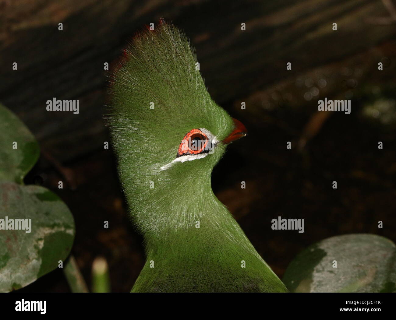 Guineaturako hi-res stock photography and images - Alamy