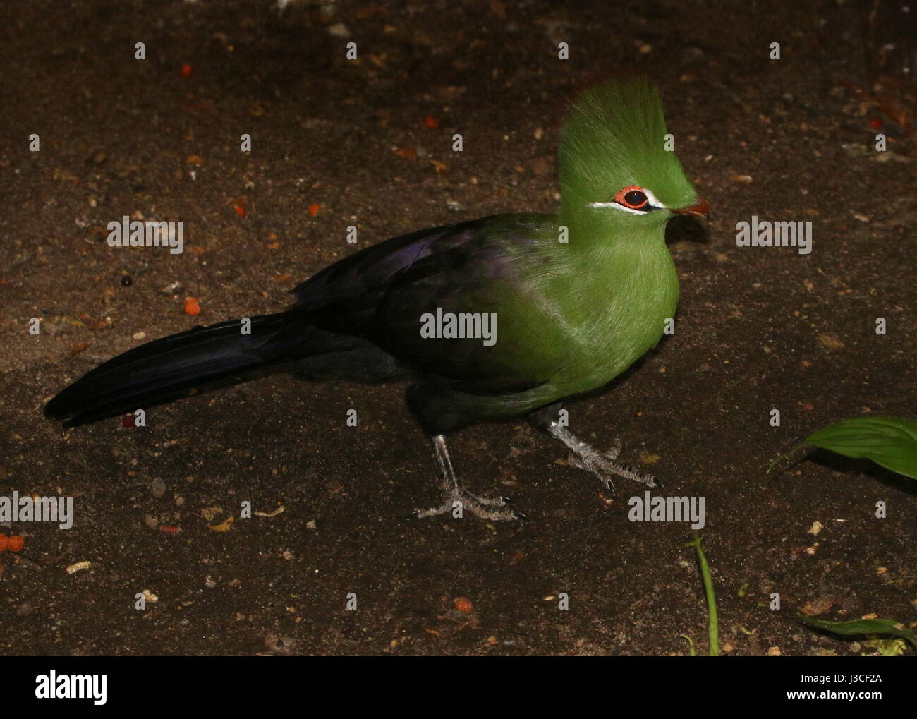 West African Green or Guinea Turaco (Tauraco persa). Found in West and ...