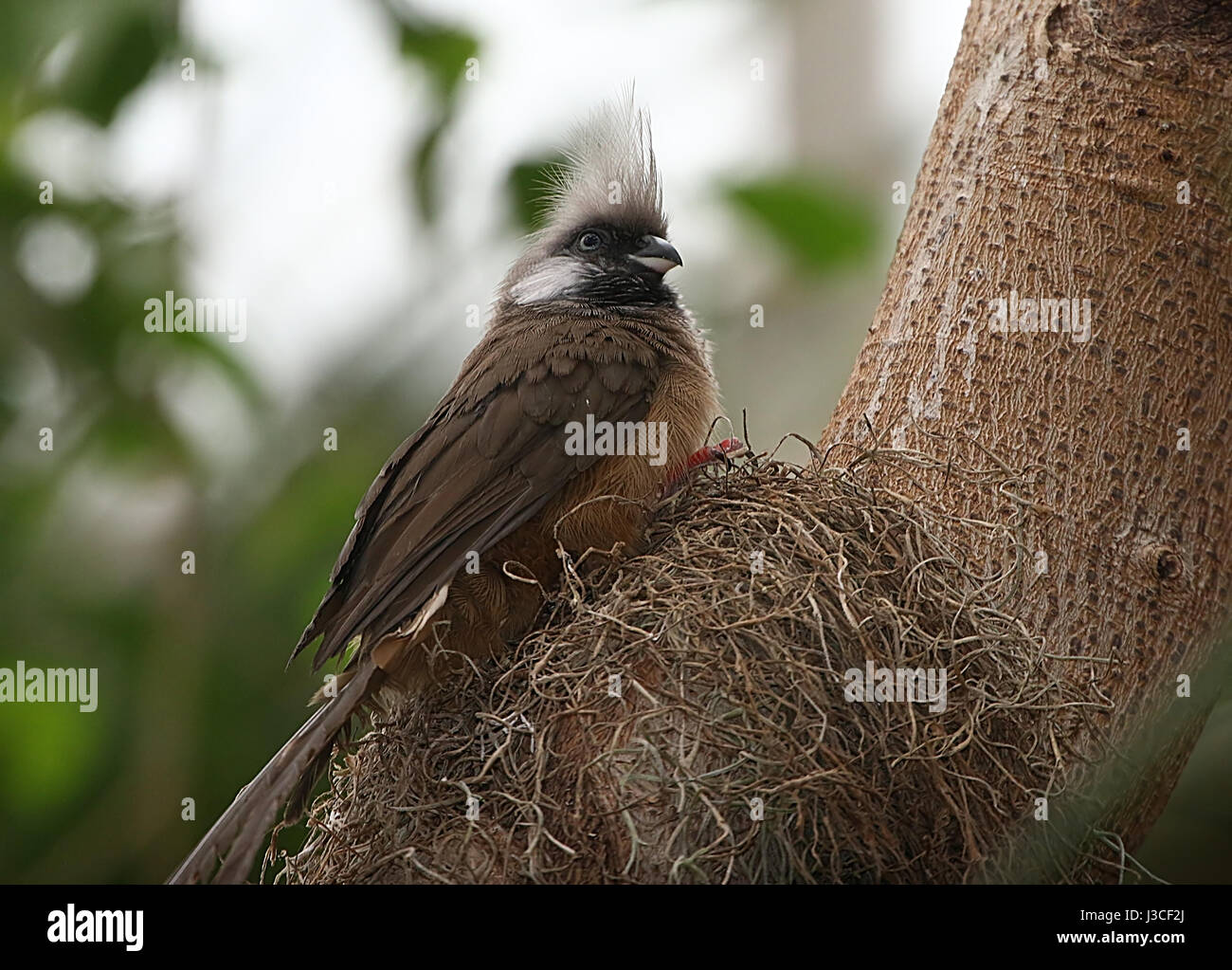 Speckled mousebird (Colius striatus), found in Subsahara Africa. A.k.a ...
