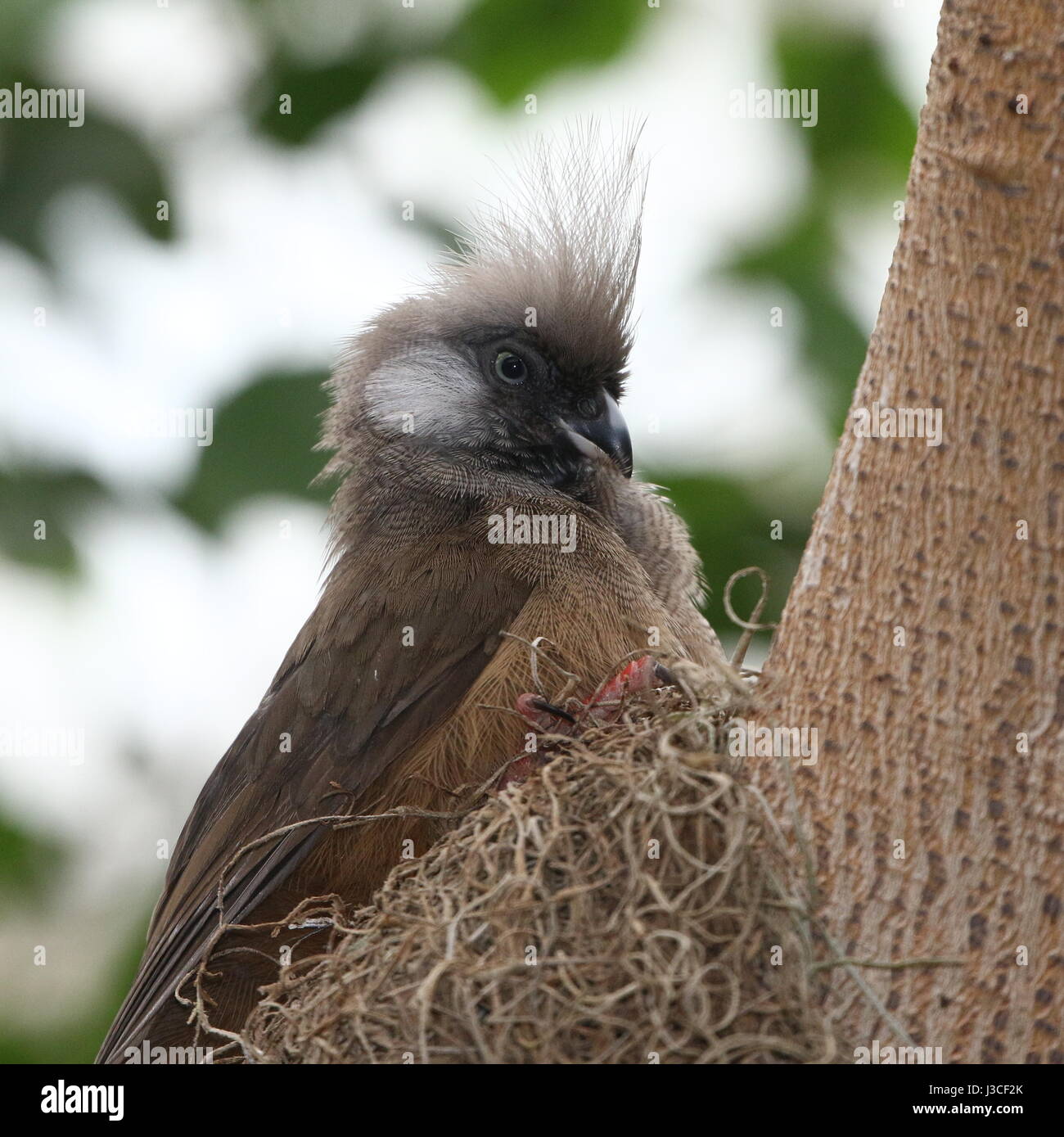 Speckled mousebird (Colius striatus), found in Subsahara Africa. A.k.a ...