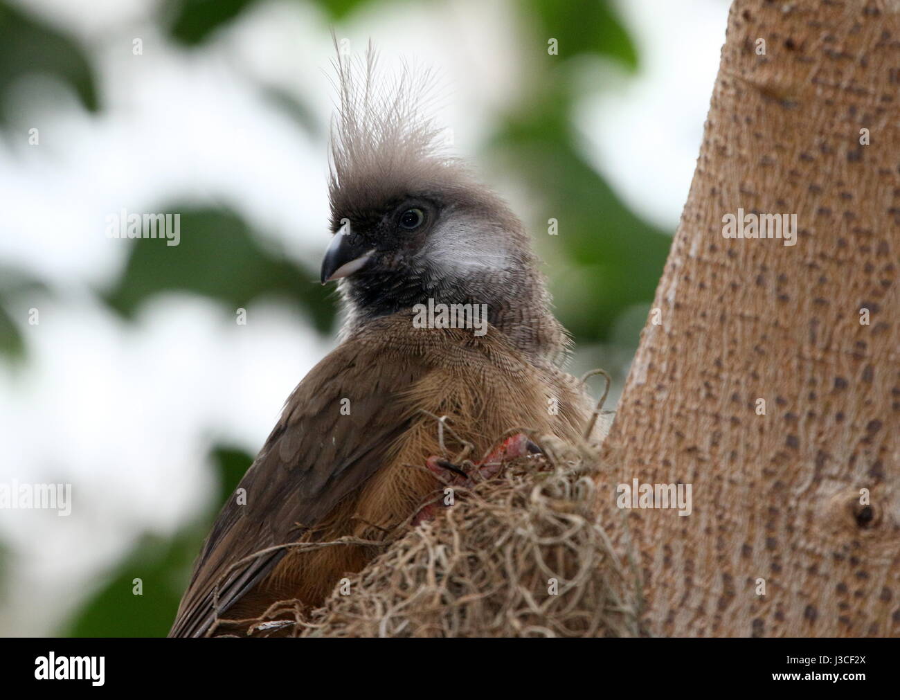Speckled mousebird (Colius striatus), found in Subsahara Africa. A.k.a ...