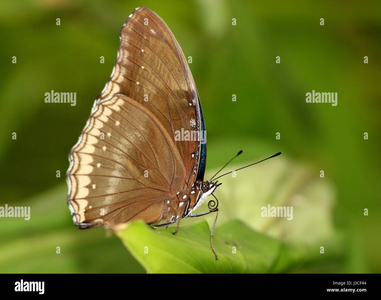 Common brown butterfly australia hi-res stock photography and images ...