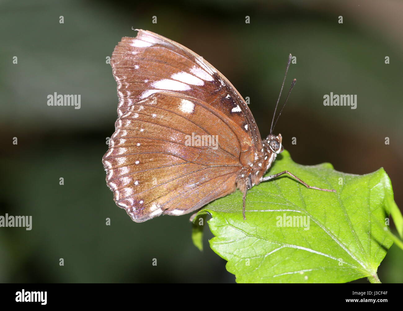 Male Great common eggfly butterfly (Hypolimnas bolina). Range: India to ...