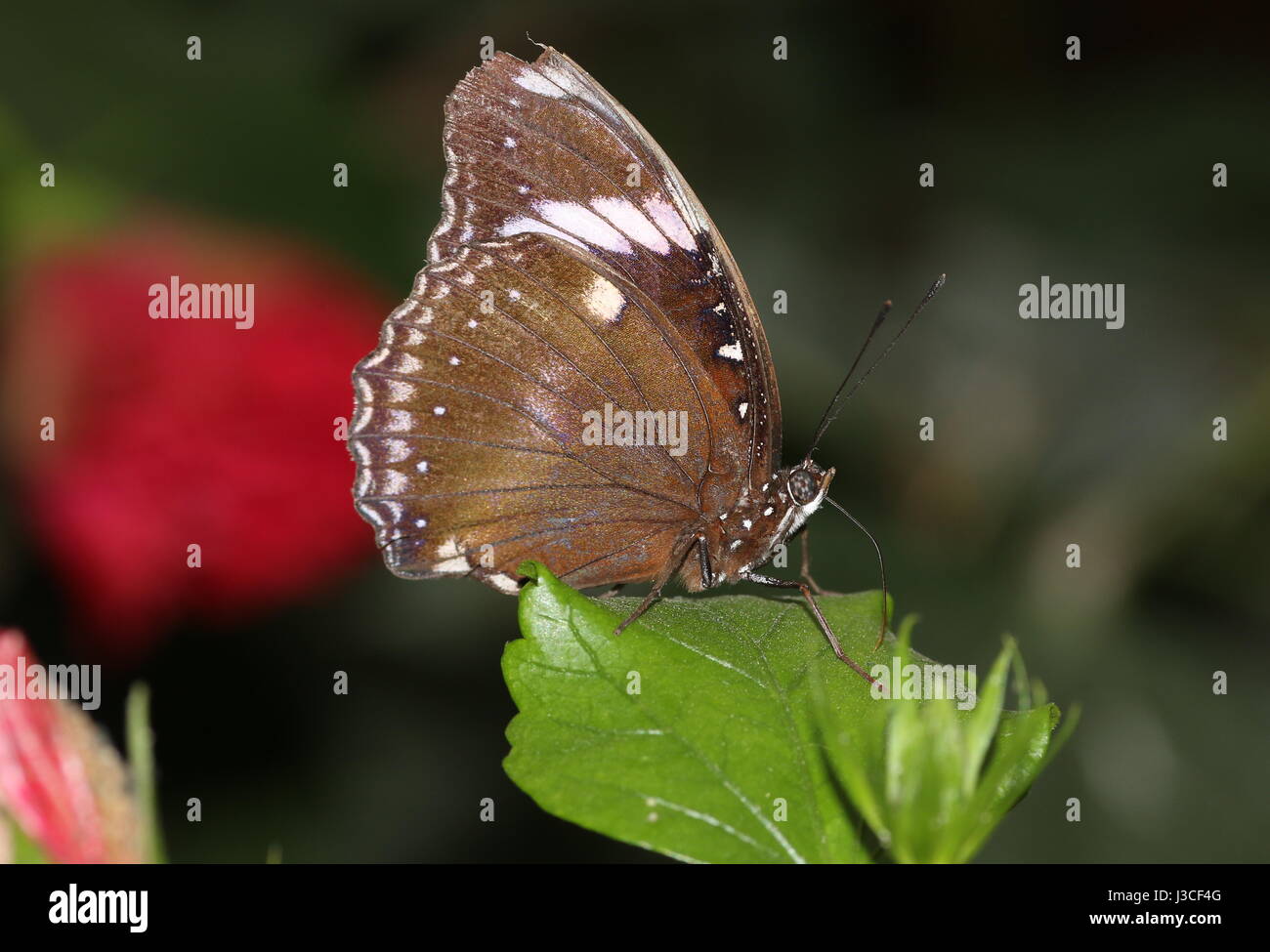 Male Great common eggfly butterfly (Hypolimnas bolina). Range: India to ...