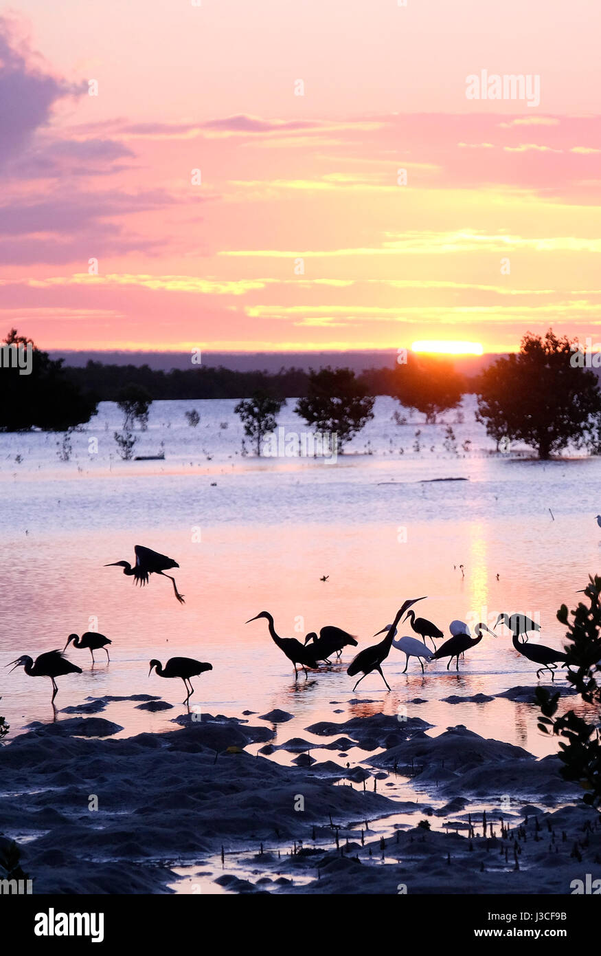 Storks fly over water at sunset in Ibo island one of the islands in ...