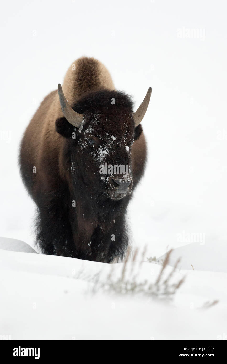 Yellowstone nationalpark symbol hi-res stock photography and images - Alamy
