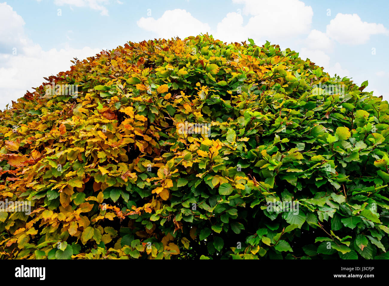 Large round boxwood bush in a park Stock Photo - Alamy