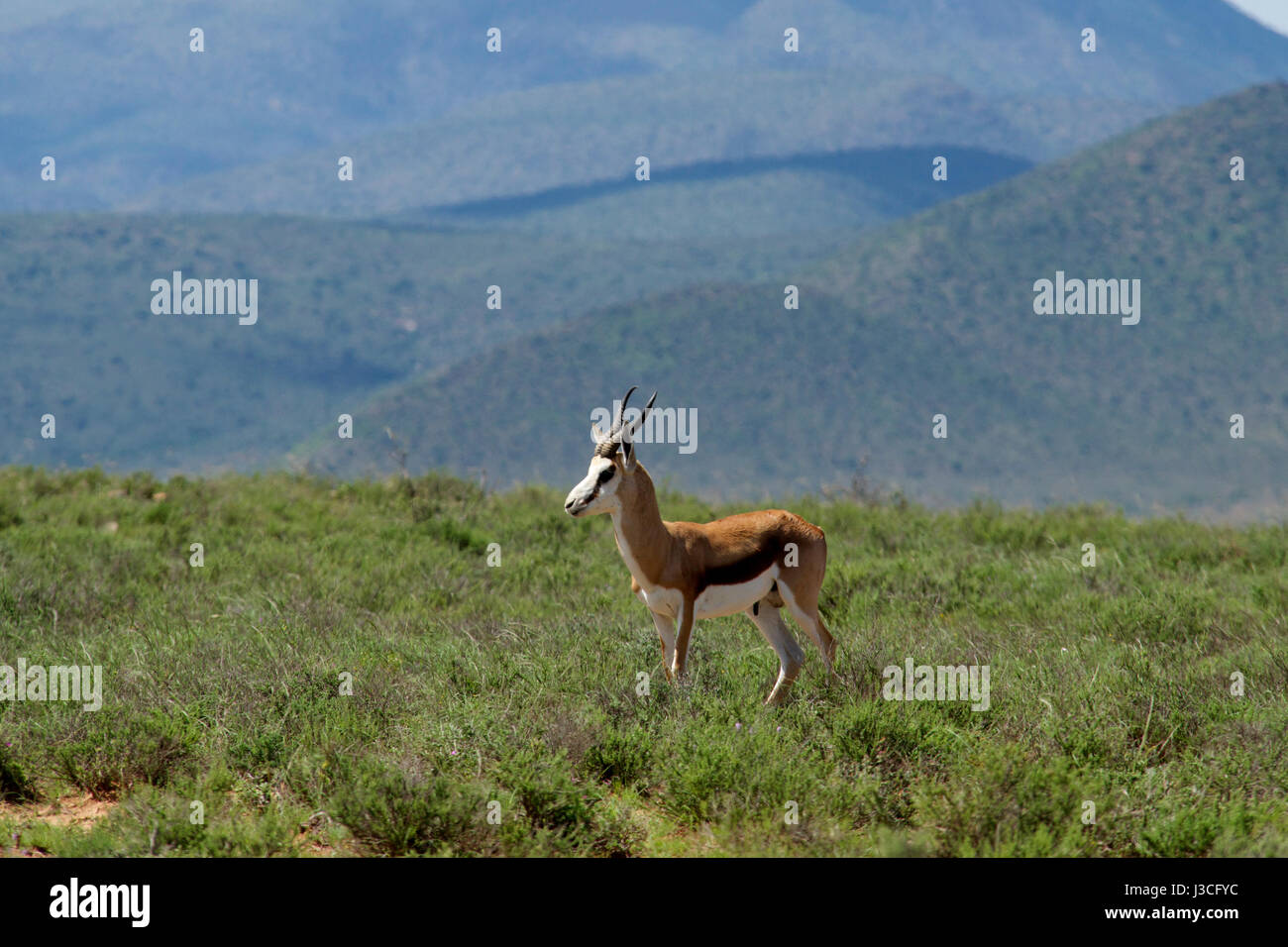 Springbok ram hi-res stock photography and images - Alamy