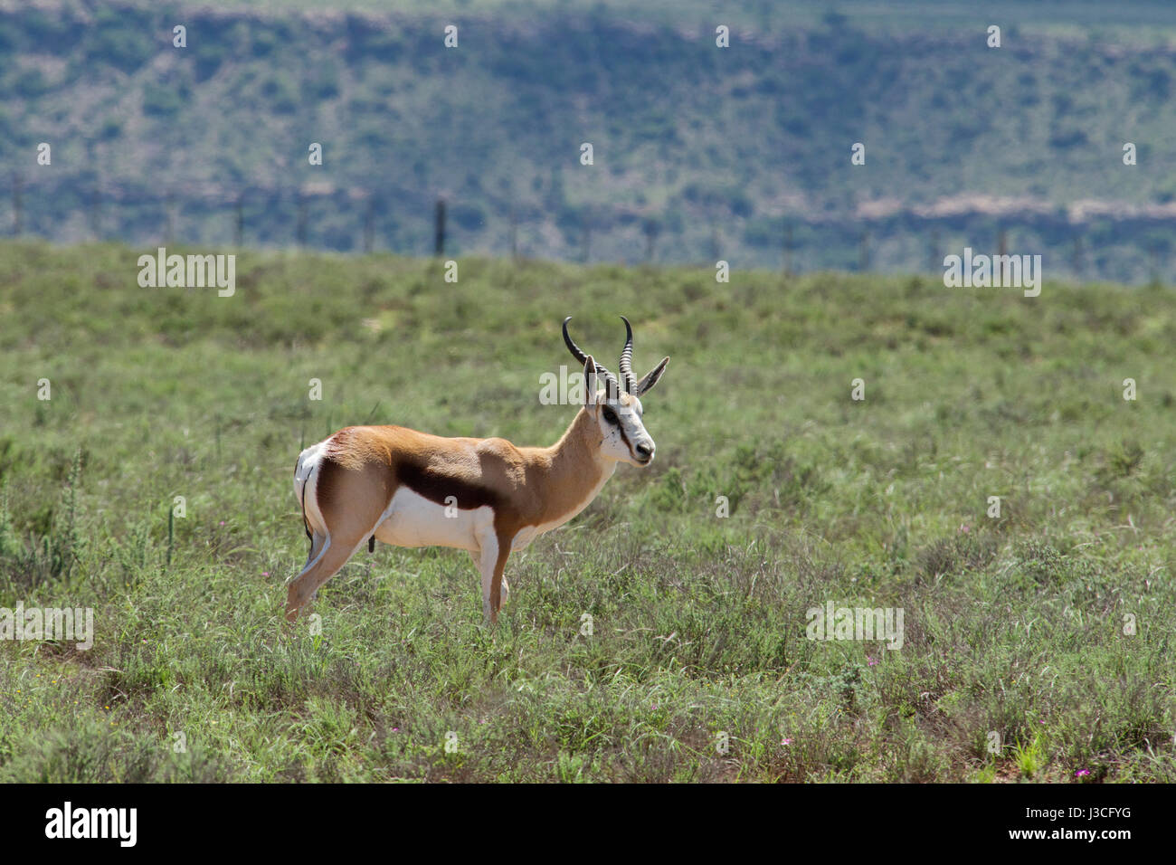 Springbok ram hi-res stock photography and images - Alamy