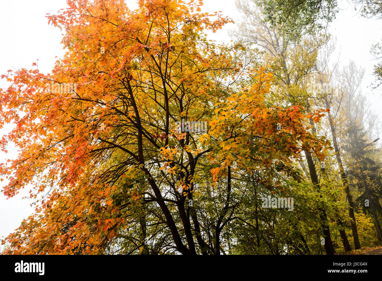 sunny landscape in the park with autumn trees Stock Photo - Alamy