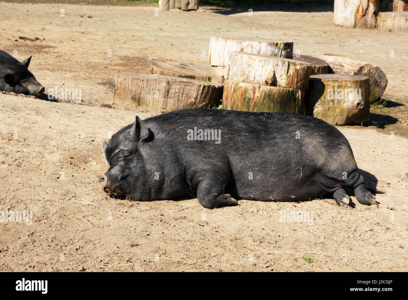 Lazy fat pig sleeping in the sun Stock Photo - Alamy