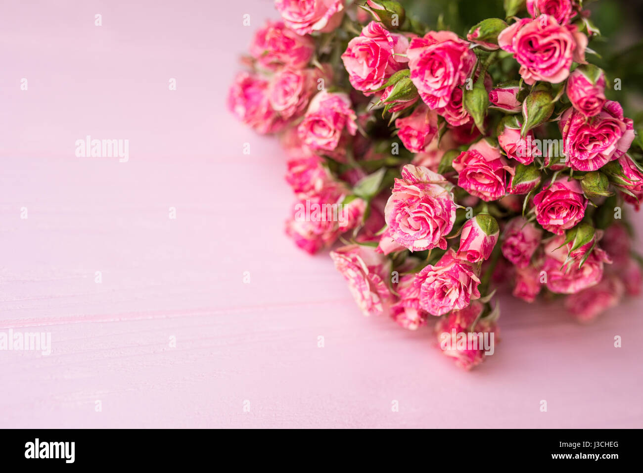 Assorted roses heads. Various roses on a pink background Stock Photo ...
