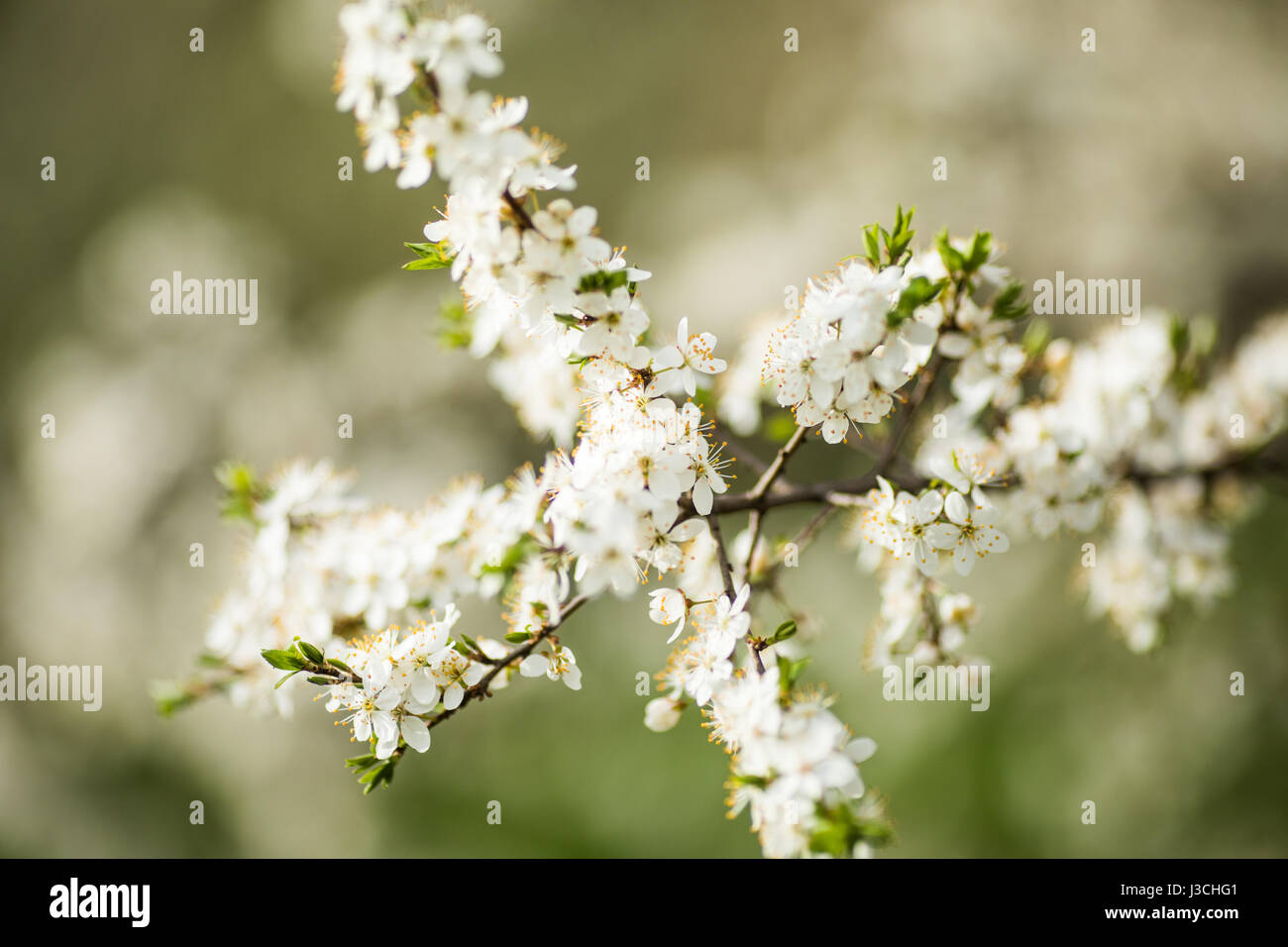 Branches of blossoming tree with white flowers Stock Photo - Alamy