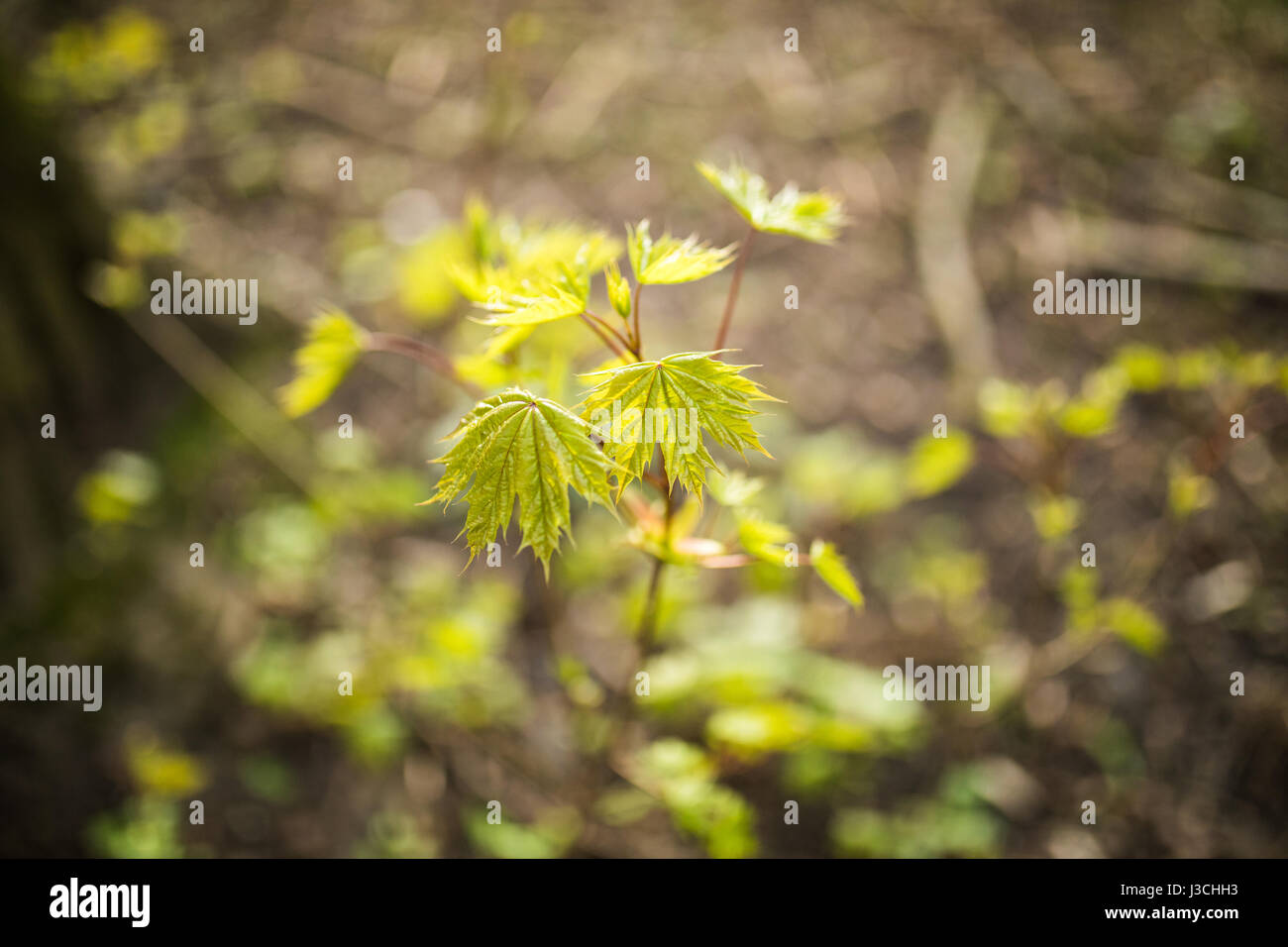 small tree early spring season on earth background Stock Photo - Alamy