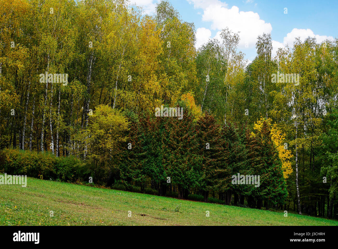 sunny landscape in the park with autumn trees Stock Photo - Alamy