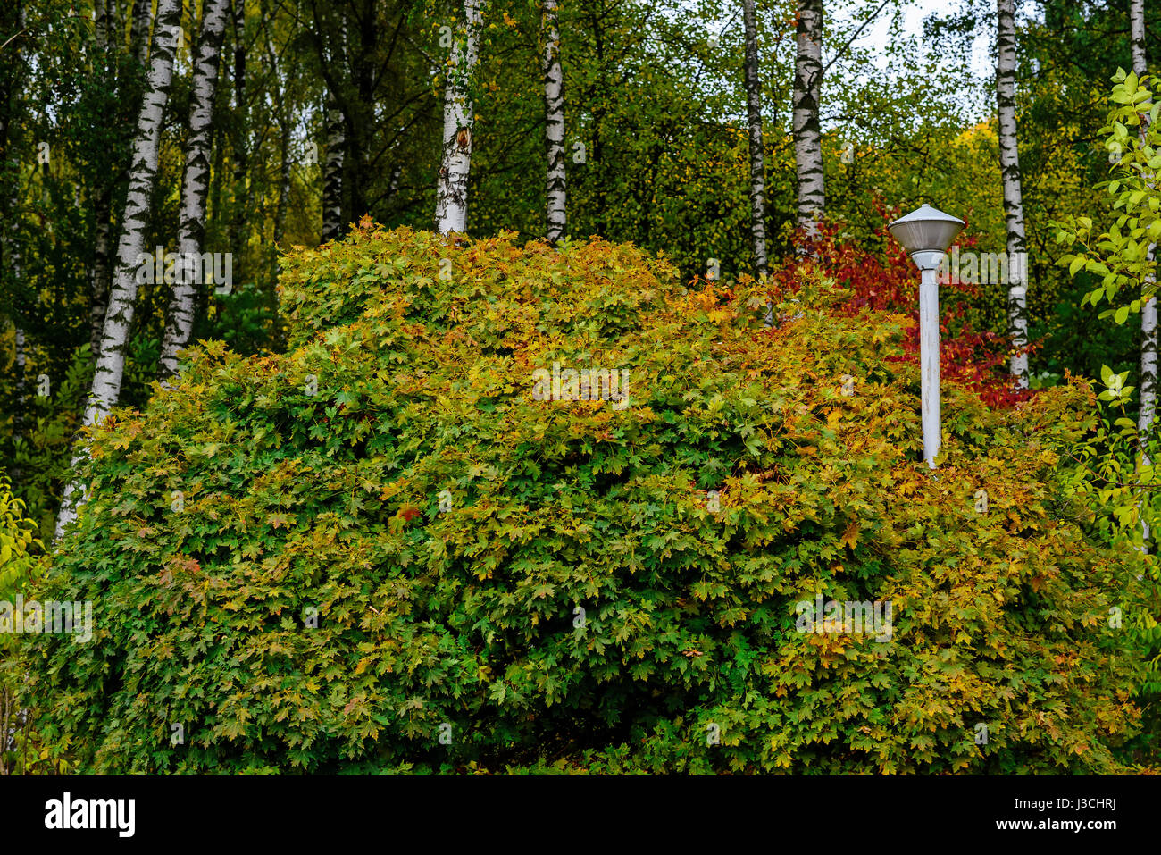 sunny landscape in the park with autumn trees Stock Photo - Alamy