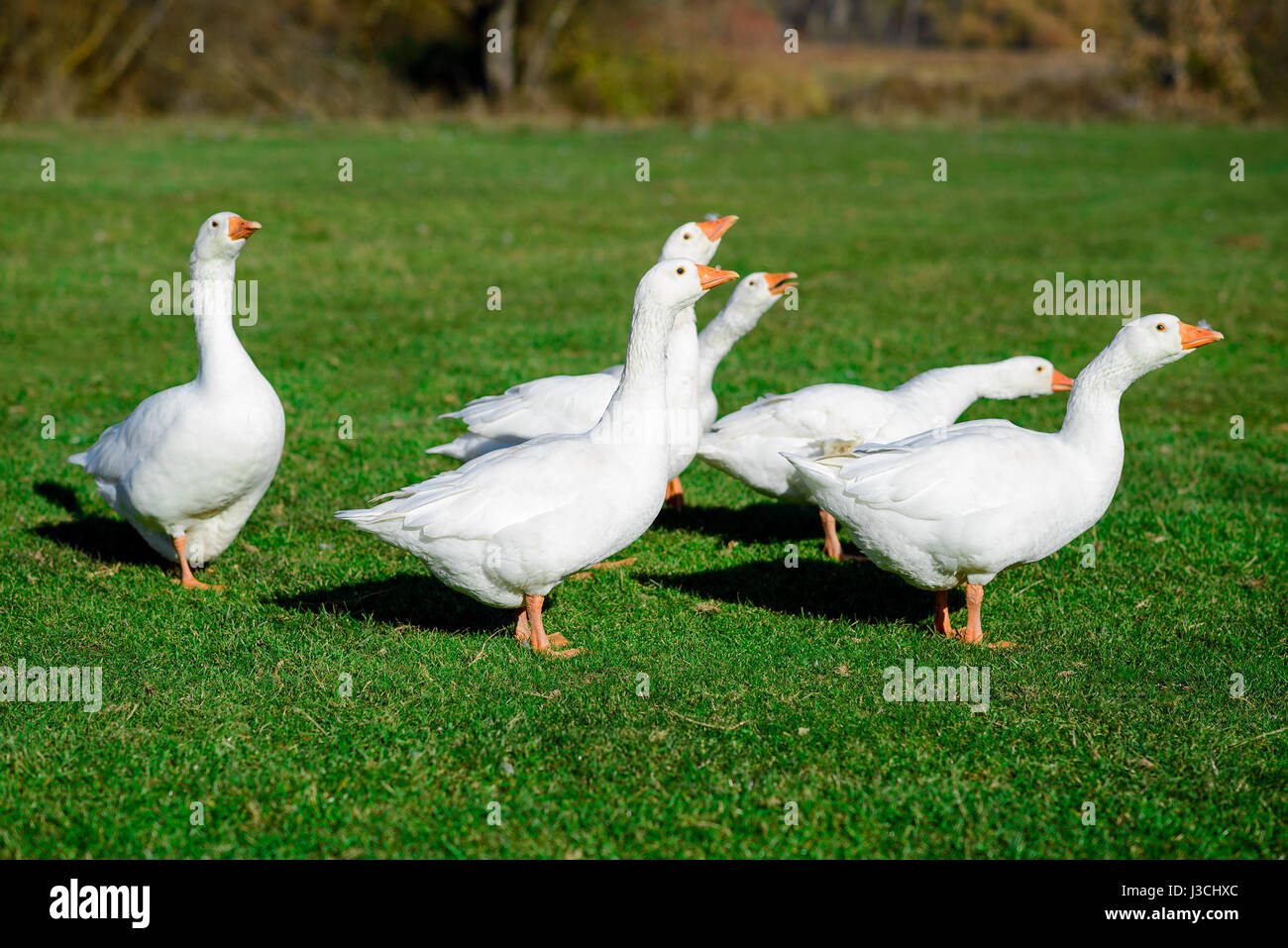 Snow goose eggs hi-res stock photography and images - Alamy