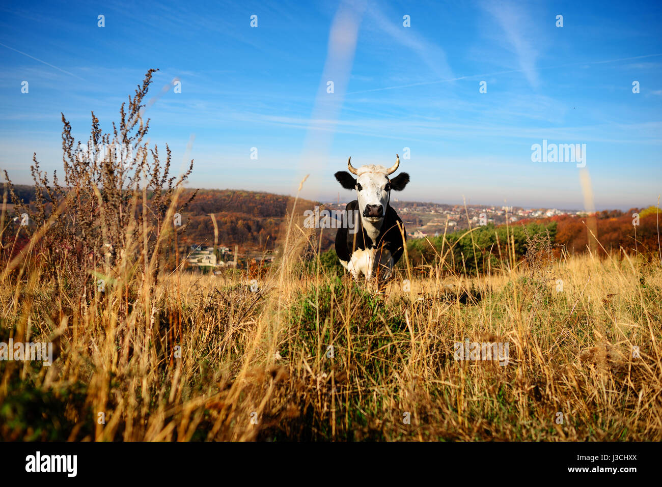 Cow turning head to camera with mountains and snow on backgrounds Stock ...