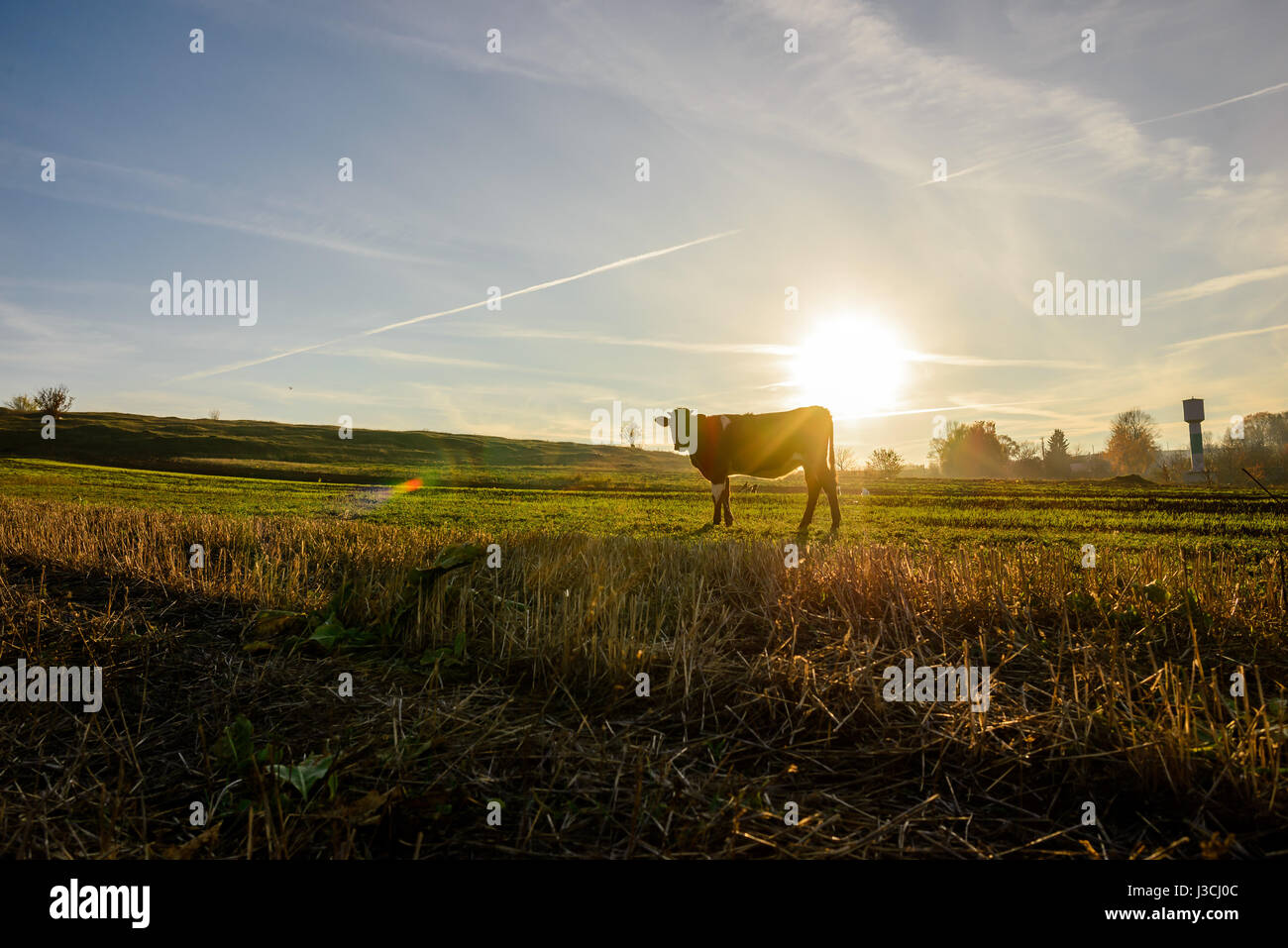 Cow turning head to camera with mountains and snow on backgrounds Stock ...