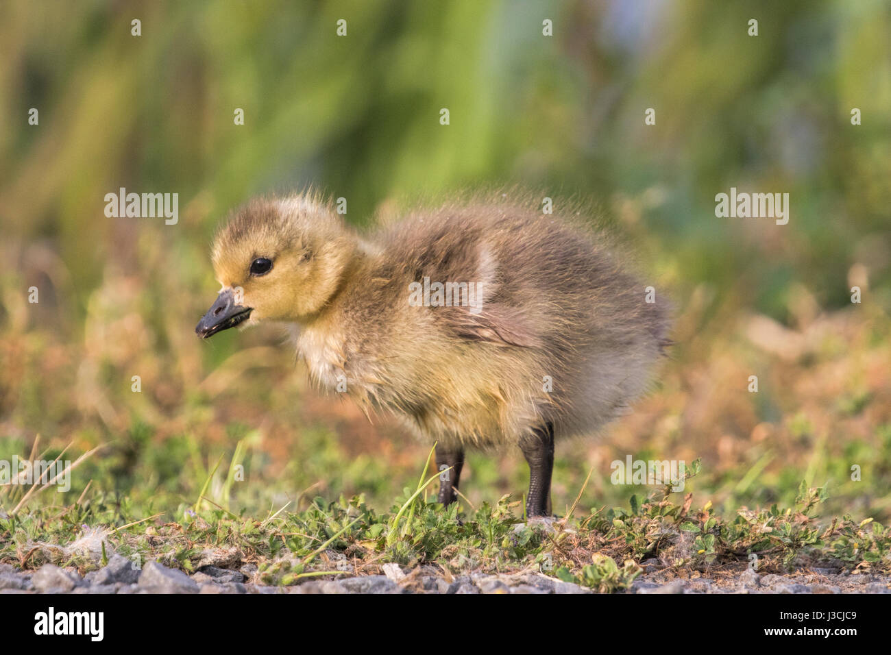 Cute baby gosling foraging for food in the grass Stock Photo - Alamy