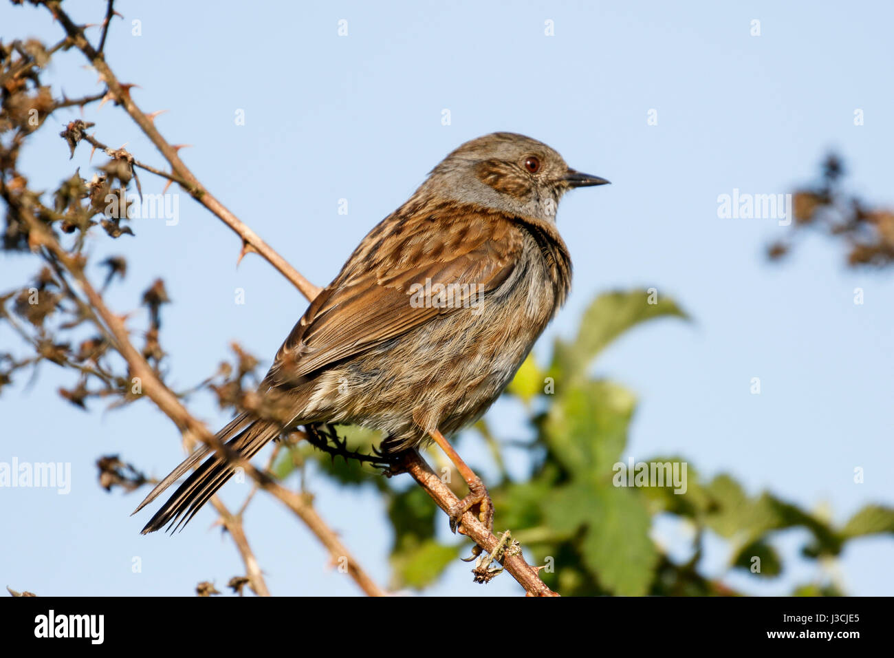 Dunnock ( Prunella modularis Stock Photo - Alamy