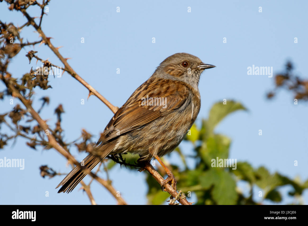 Dunnock ( Prunella modularis Stock Photo - Alamy
