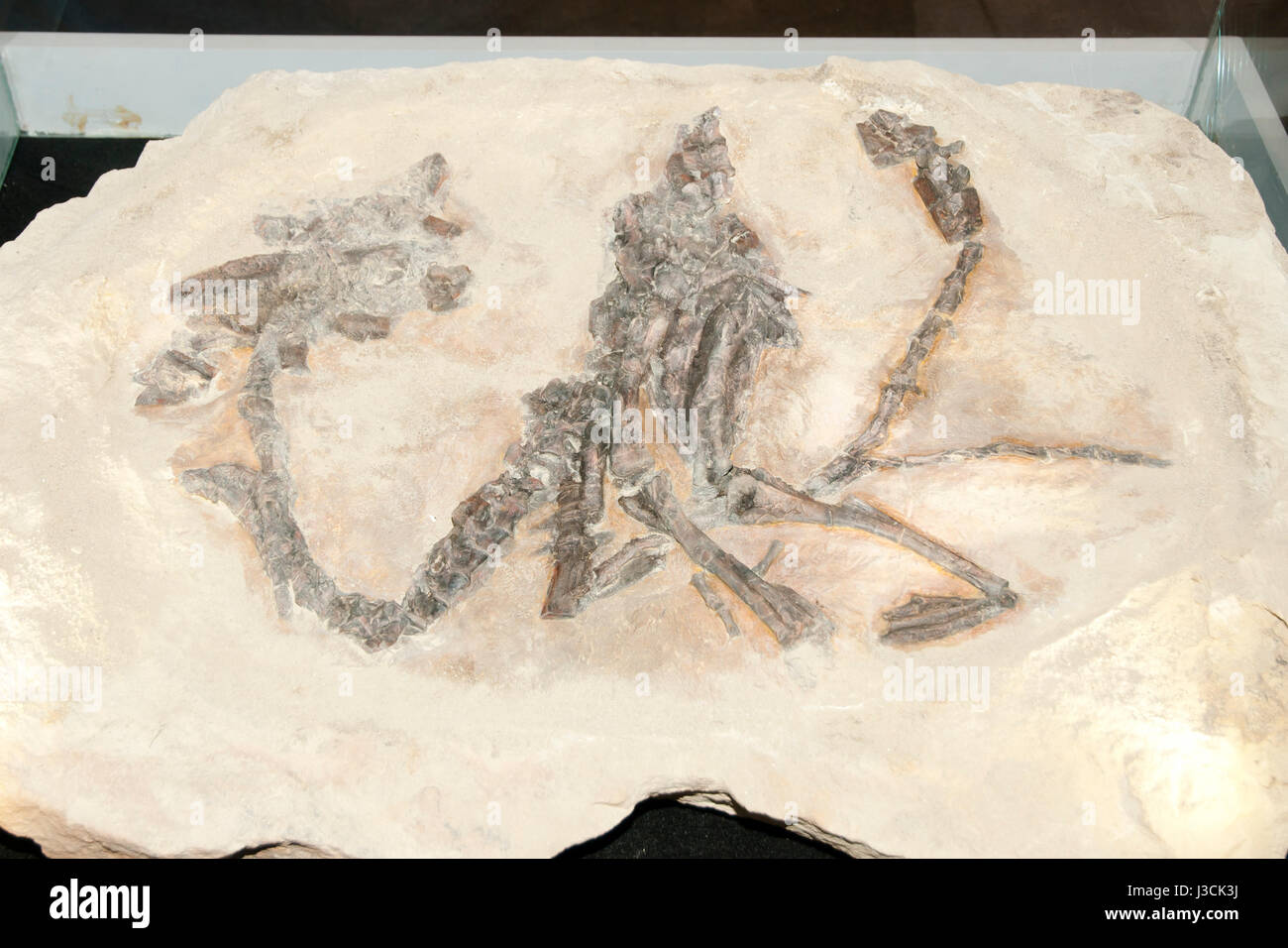Dinosaur bones fossils hi-res stock photography and images - Alamy